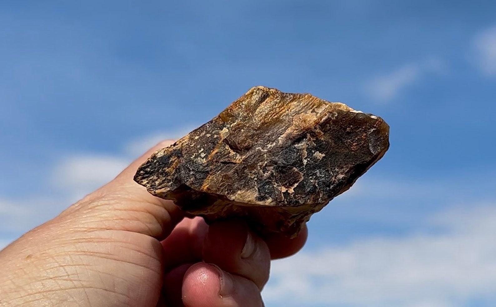 Great Patterns Agate Petrified Wood Limb Cast! Gorgeous! Deep Best ...