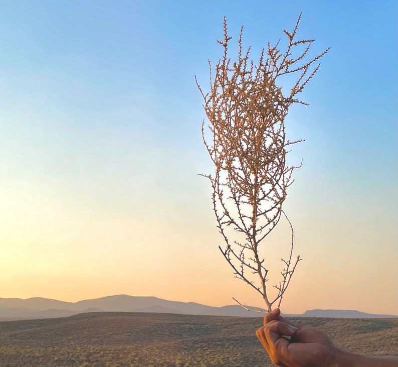 Small Size Tumbleweed Branch! 9”-12” SINGLE BRANCH Tumbleweed Branch ...