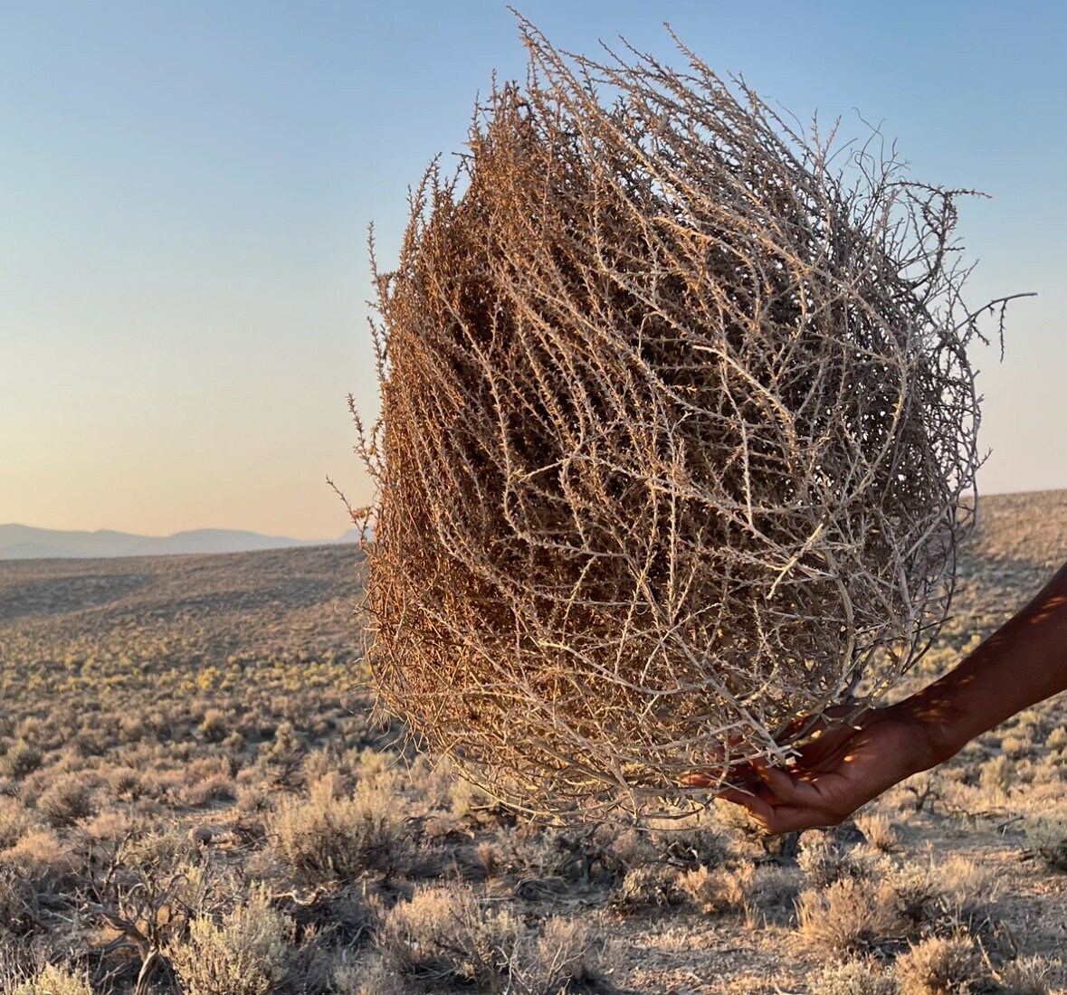 BEST Tumbleweeds!!! Medium Size 12”-15” Beautiful Full Tumbleweeds Hand ...