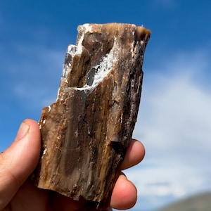 Stunning Petrified Wood Crystal Covered Beautiful !! Ethically Sourced ...