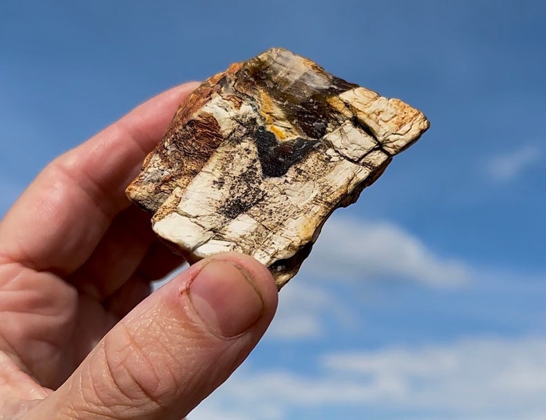 Great Patterns Agate Petrified Wood Limb Cast! Gorgeous! Deep Best ...