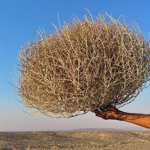 Tumbleweeds! Large Size! 16”-19”+ Beautiful Full Tumbleweeds Hand ...