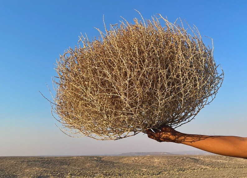 Tumbleweeds! Large Size! 15”-17”+ Beautiful Full Tumbleweeds Hand ...
