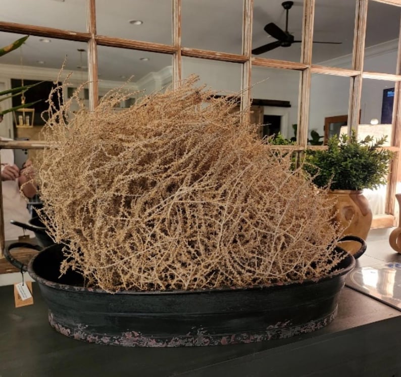 TUMBLEWEEDS for Sale! All Sizes!! XL Large Medium Small Tumbleweeds ...