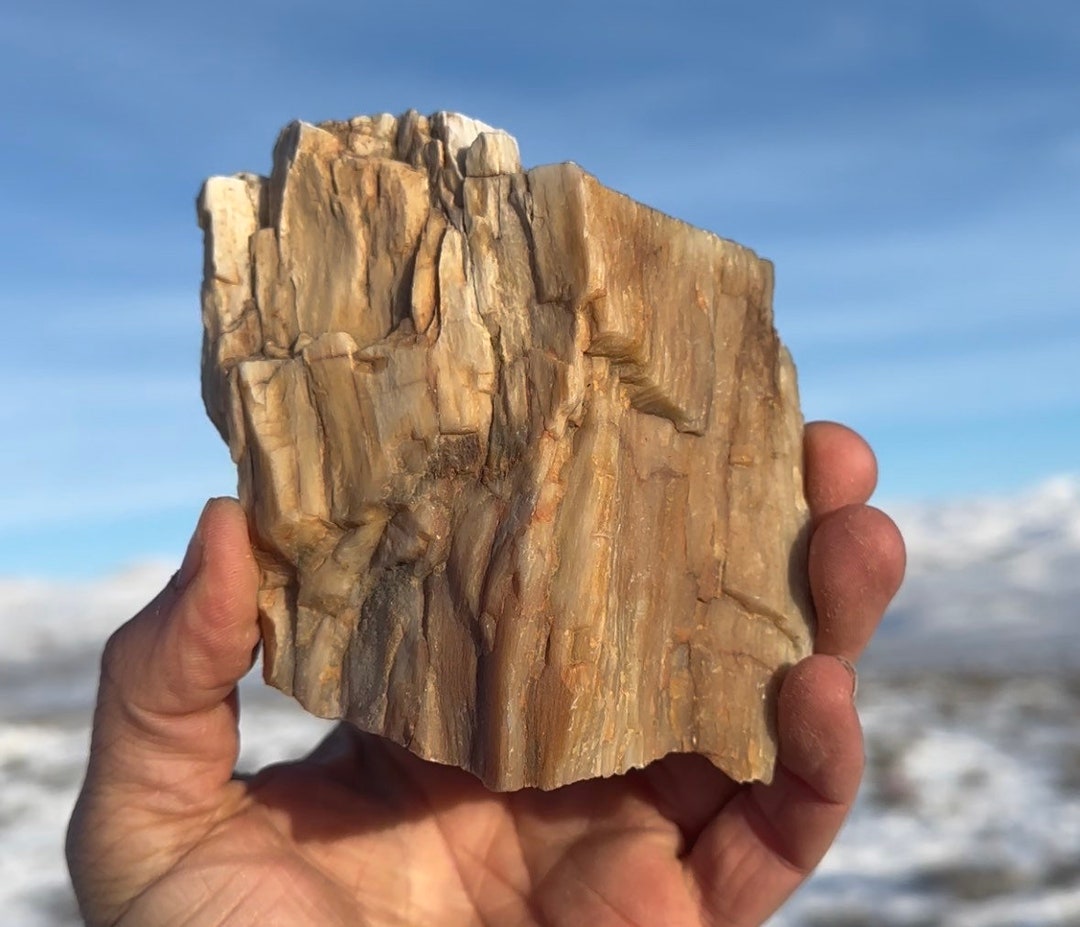 Large Pink White Blue Limb Cast Petrified Wood !! Wow Highly Agatized ...