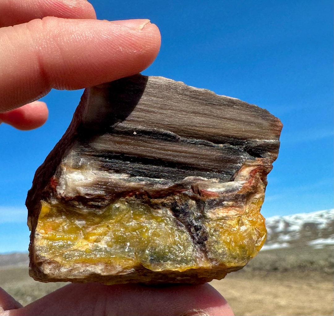 Petrified Sap Rare Wood Fossil Complete Charcoal Black Red - Etsy