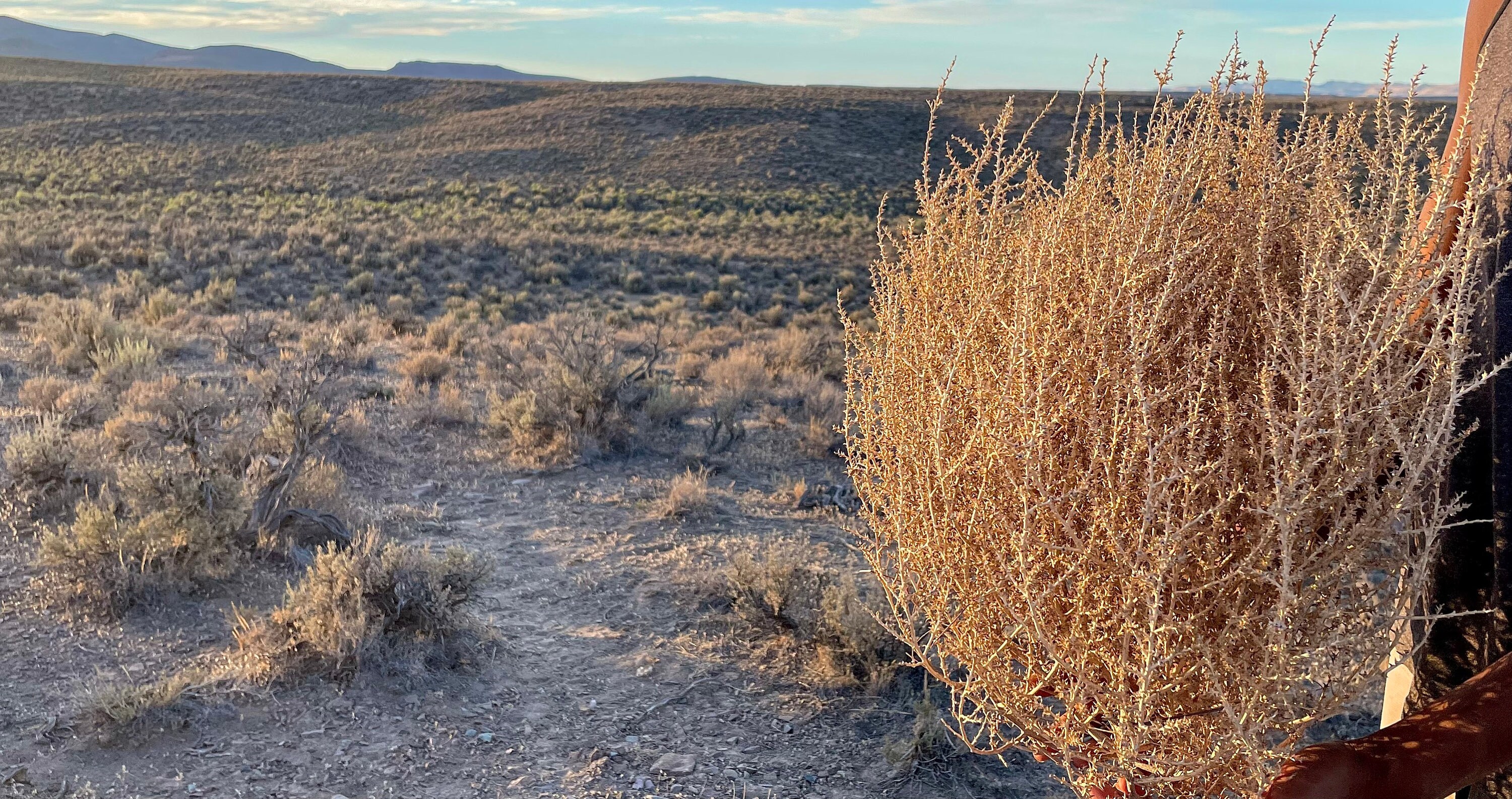 Large Tumbleweed Hand Foraged Natural Desert Tumbleweed Huge - Etsy