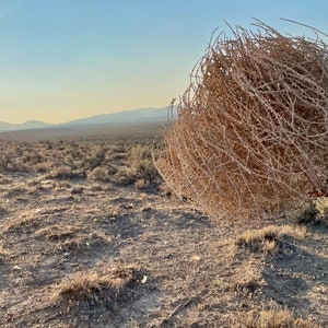 BEST Tumbleweeds!!! Medium Size 12”-15” Beautiful Full Tumbleweeds Hand ...