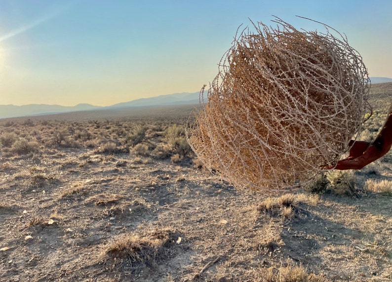 BEST Tumbleweeds!!! Medium Size 12”-15” Beautiful Full Tumbleweeds Hand ...