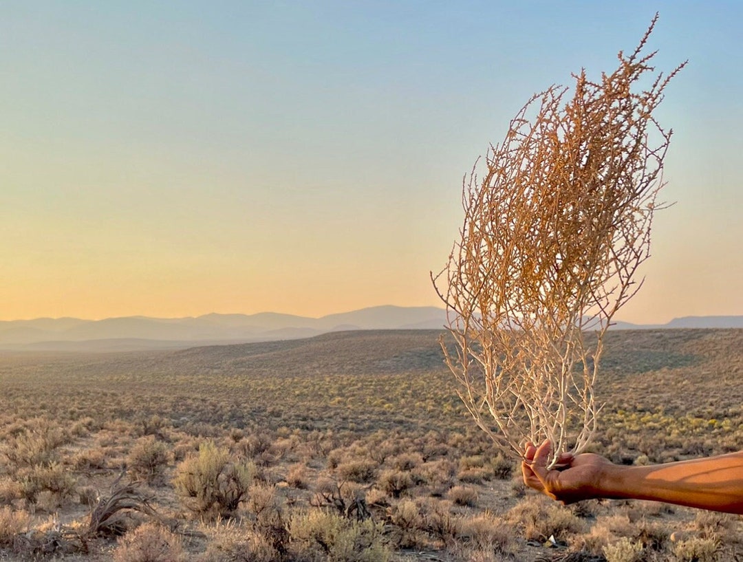 Medium Size Tumbleweed Branch! 12”-15” SINGLE BRANCH Tumbleweed Branch ...