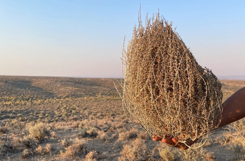 Tumbleweeds! Small Size 8”-10” Beautiful Full Tumbleweeds Hand Foraged ...