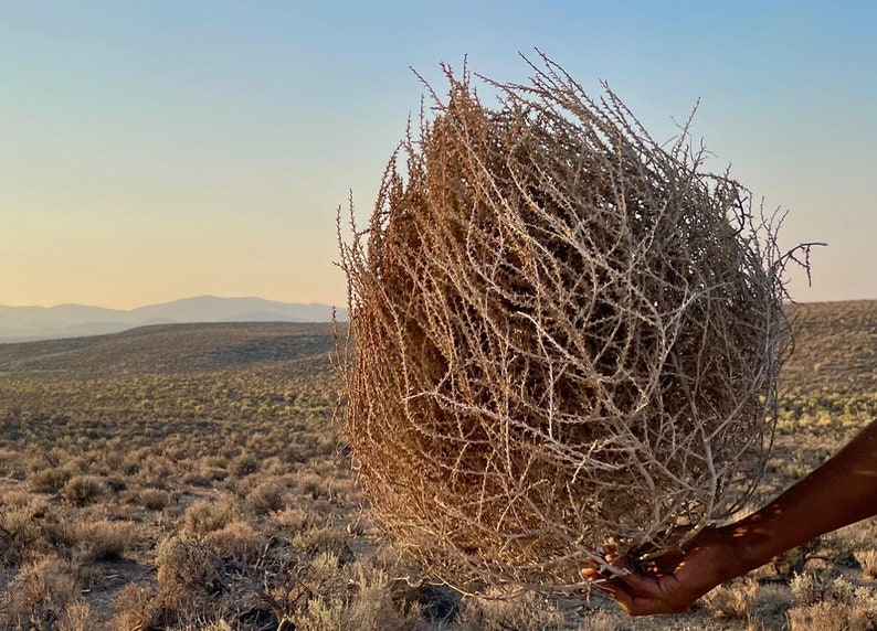 Tumbleweeds! Small Size 8”-10” Beautiful Full Tumbleweeds Hand Foraged ...