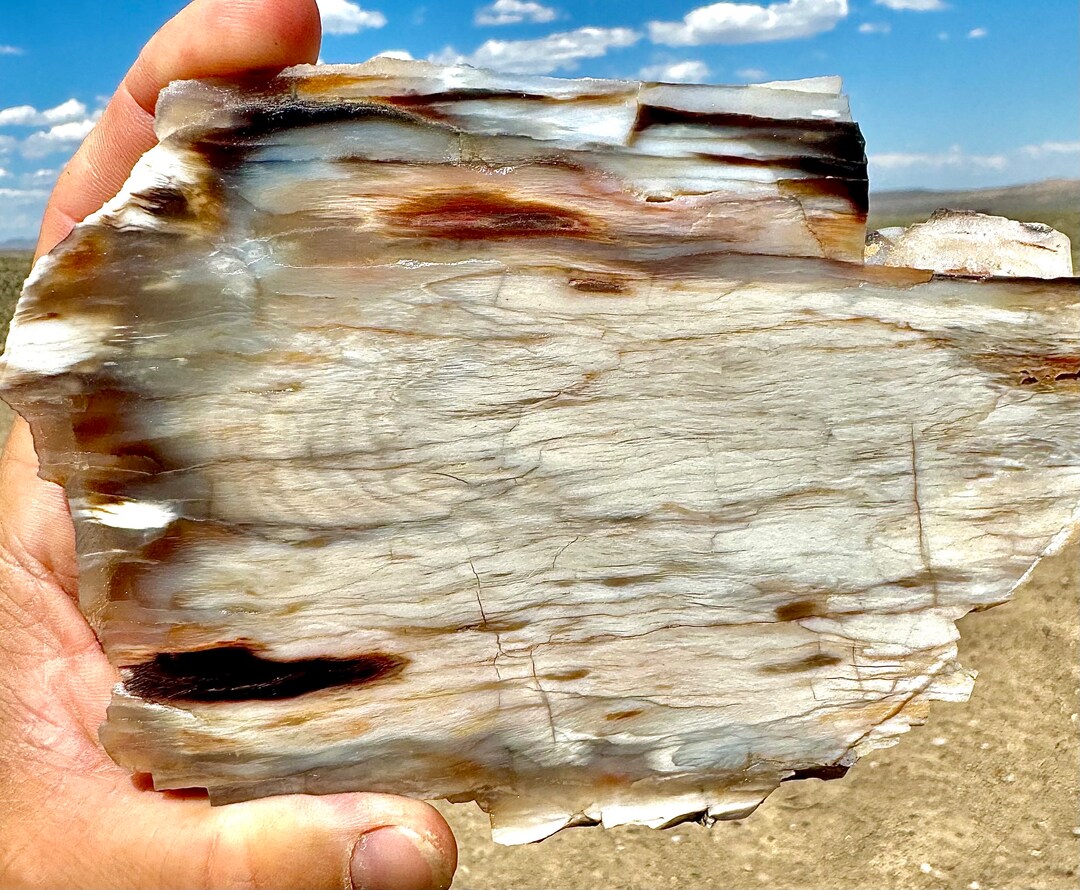 Petrified Wood Slab Rip Cut Over 6 WOW Stunning Rare Fossil Wood ...