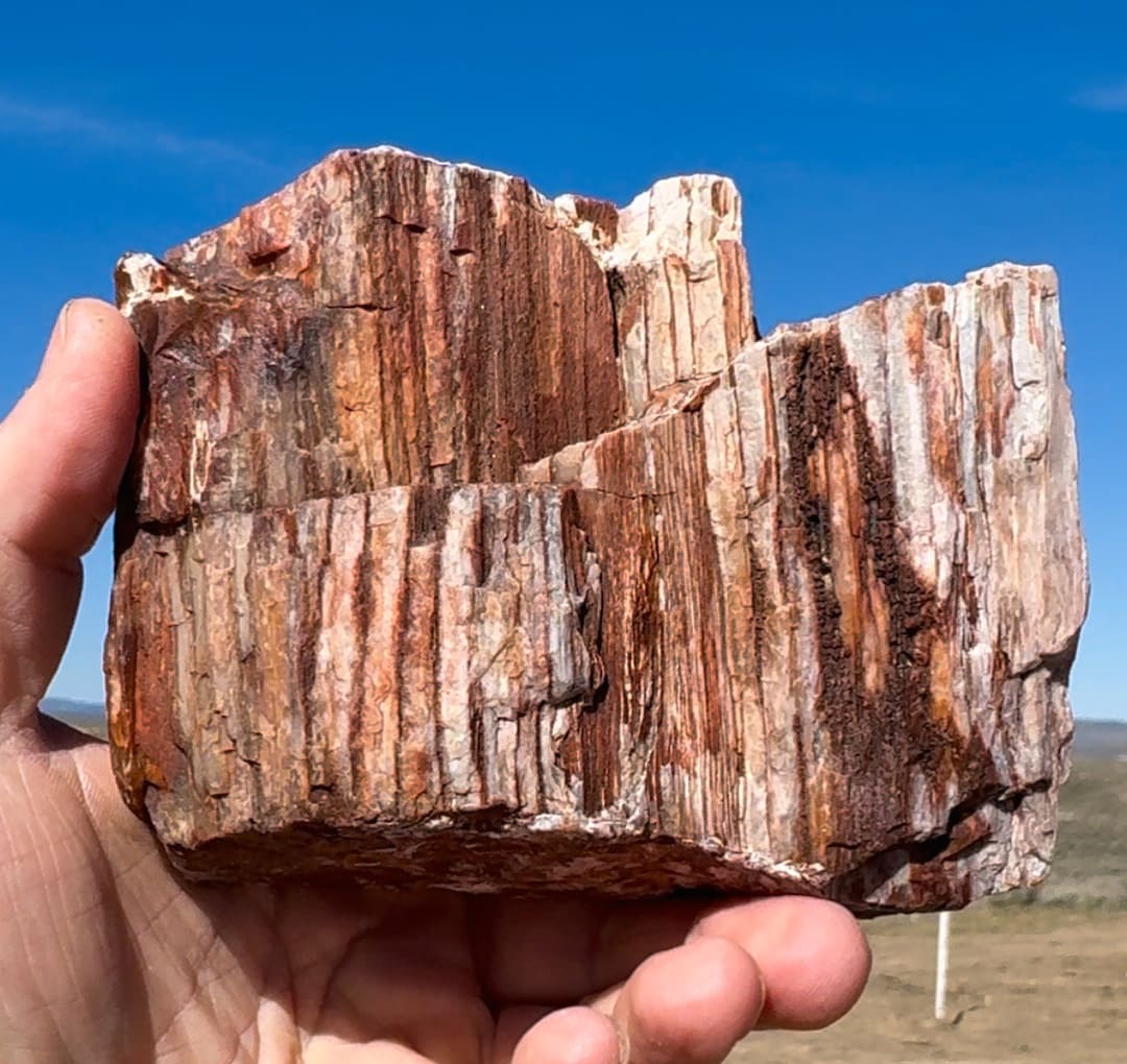 Petrified Wood Sparkling Micro Crystal Covered! 1.8lbs+ Wow! Beautiful ...