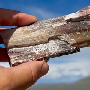 Stunning Petrified Wood Crystal Covered Beautiful !! Ethically Sourced ...