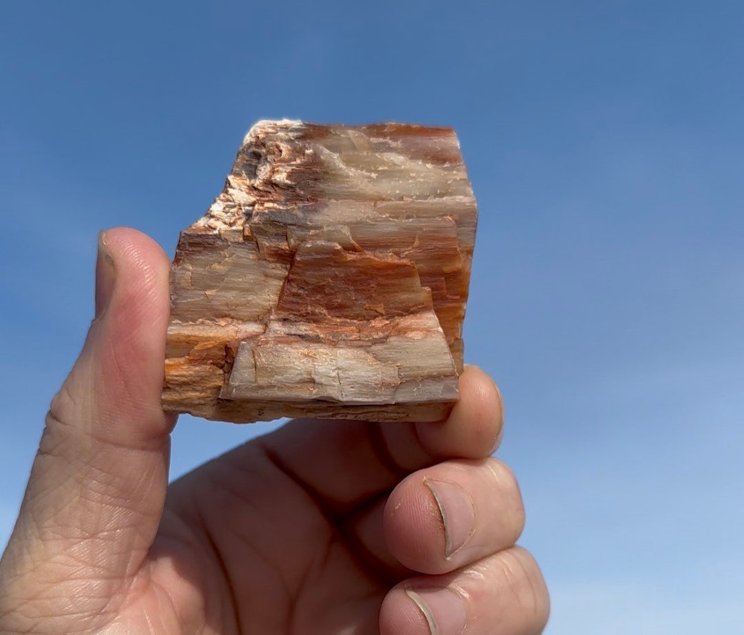 Pink Limb Cast Petrified Wood! Highly Agatized Opalized Wood Incredibly ...