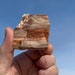 Pink Limb Cast Petrified Wood! Highly Agatized Opalized Wood Incredibly ...