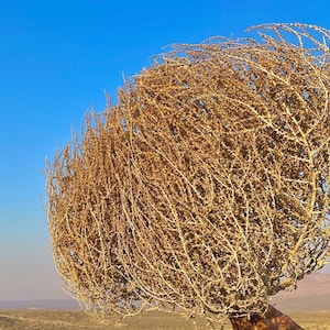 Tumbleweeds! ALL Sizes!!! Wedding Home Decor, Western Theme, Organic ...