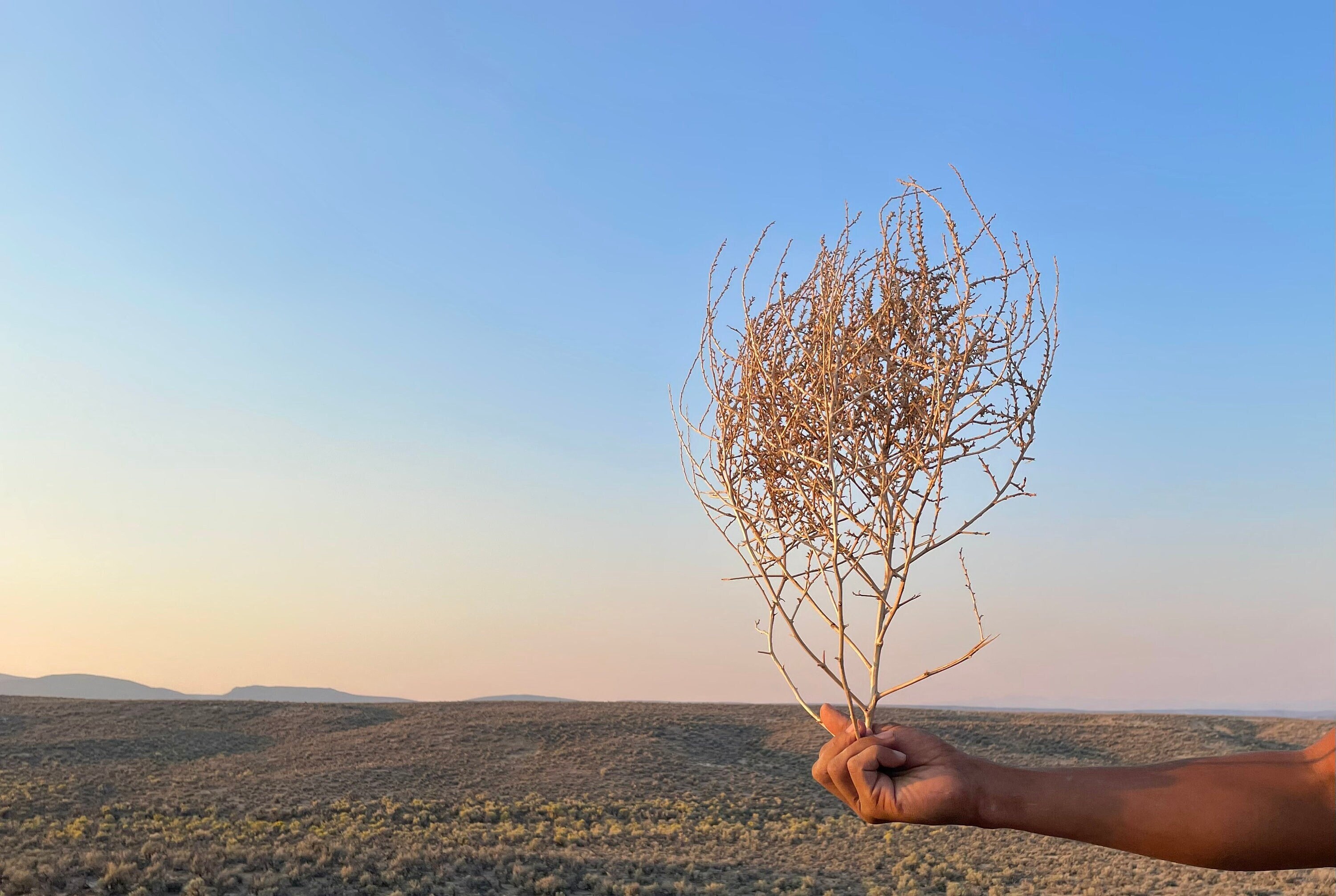 Small Size Tumbleweed Branch! 9”-12” SINGLE BRANCH Tumbleweed Branch ...