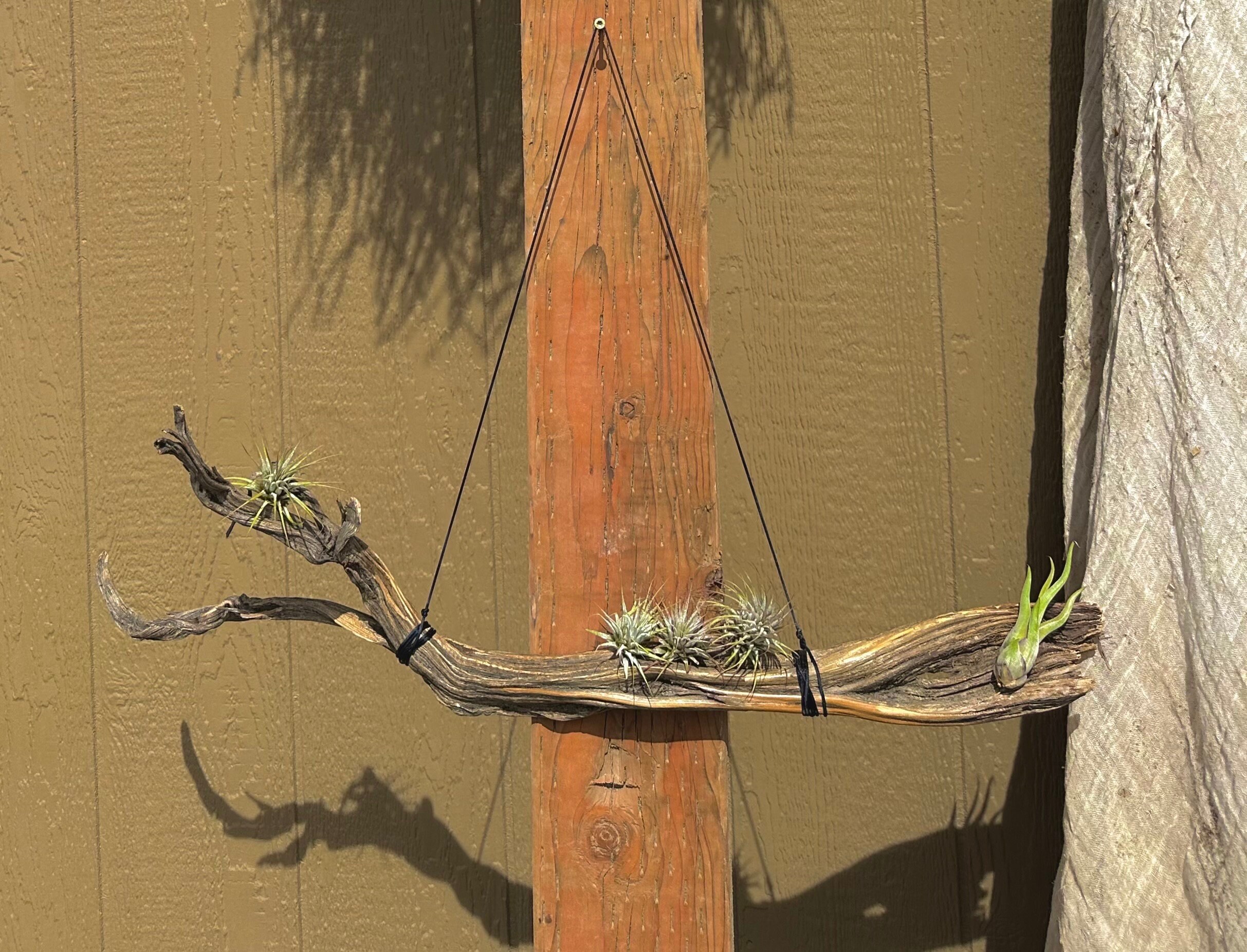 Live Airplants! Hanging Desert Sage Branch Home Decor!! You Choose Size ...