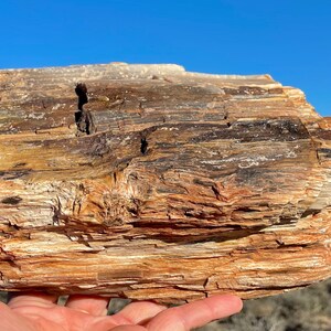 5lbs Wow Druzy Crystal COVERED Petrified Wood Charcoal Black Druzy Bark ...