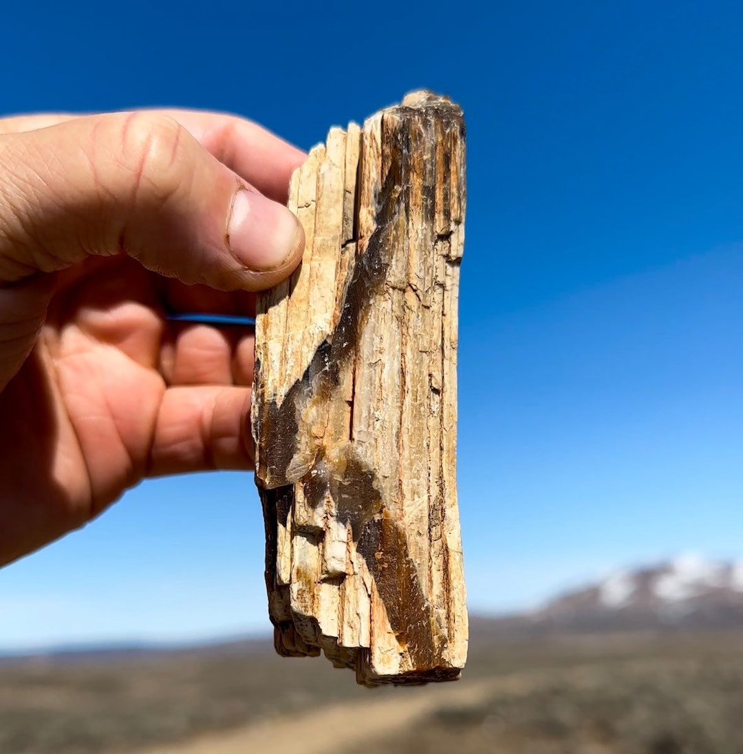 Great Patterns Rare Petrified Wood Bark Limb Cast Rough - Etsy UK