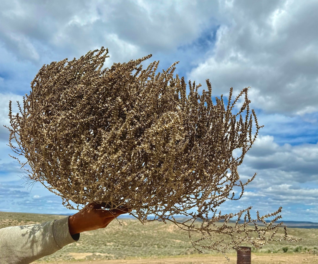 Tumbleweed XL SIZE! Wow! Beautiful Full Tumbleweed! Hand Foraged ...