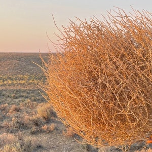 Tumbleweeds! Large Size! 16”-19”+ Beautiful Full Tumbleweeds Hand ...