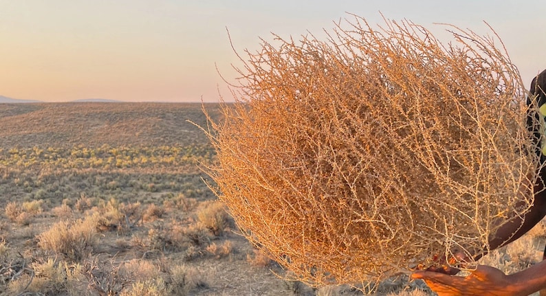 Tumbleweeds! Large Size! 15”-17”+ Beautiful Full Tumbleweeds Hand ...