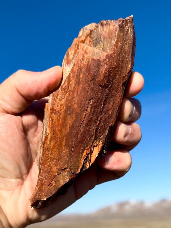 Colorful Red Agate Petrified Wood Limb Cast Gorgeous Deep Best Colors Rare Opal Bark Agate Core Limb Cast Ethically Sourced Nevada Etsy UK