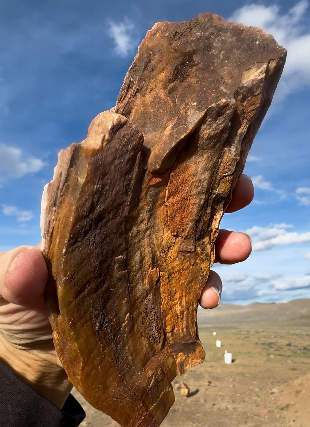 Petrified Wood! Sparkling RARE Druzy Crystals!! Beautiful Large Piece ...