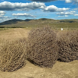 Tumbleweeds! MASSIVE SIZE! 30”+!! Wow! Beautiful Full Tumbleweeds Hand ...