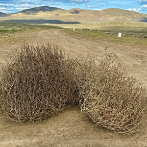 Tumbleweeds! MASSIVE SIZE! 30”+!! Wow! Beautiful Full Tumbleweeds Hand ...