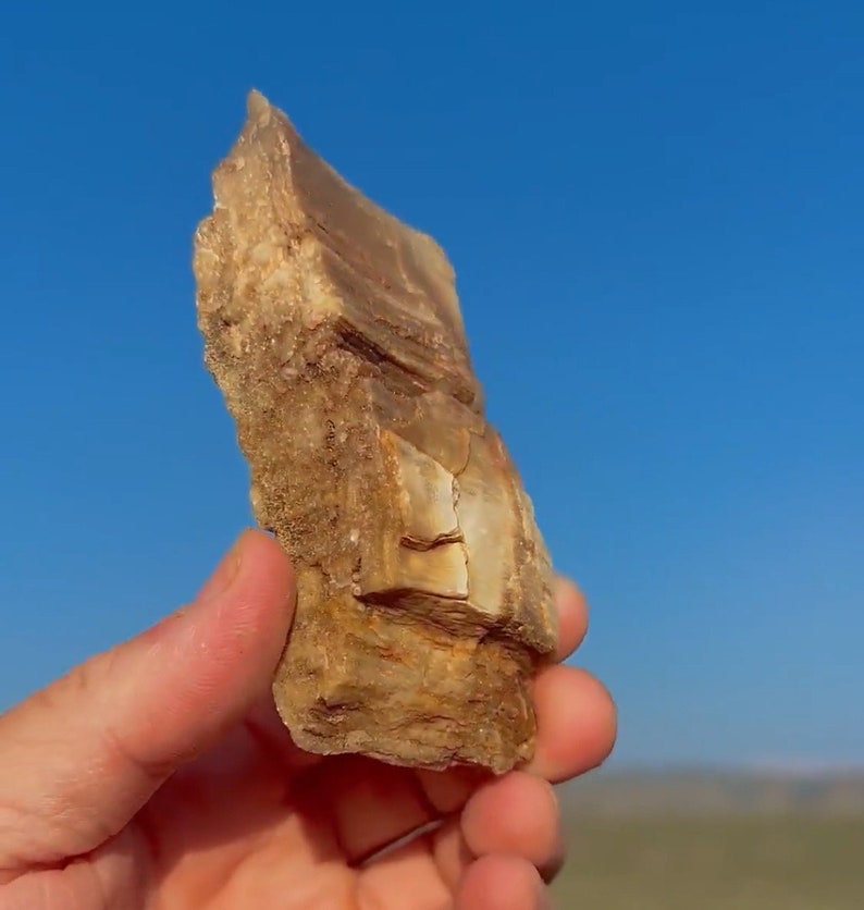 Crystal Covered Petrified Wood!! Gorgeous Colors!! Beautiful and Rare ...