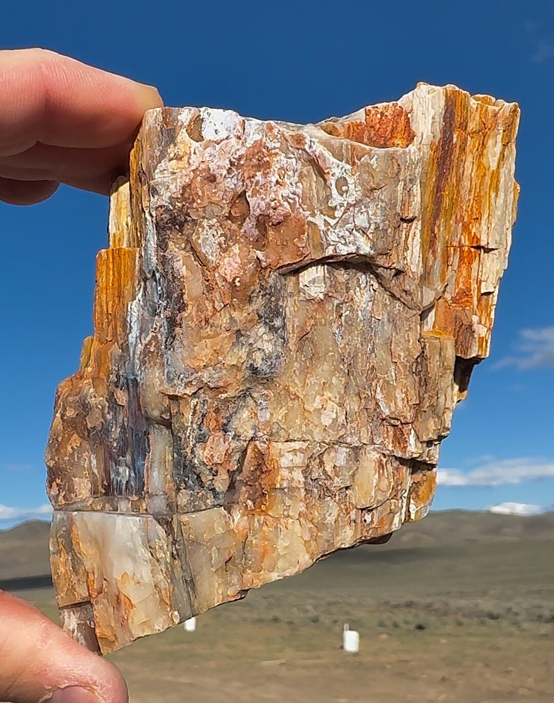 Petrified Wood 1lb Sparkling Micro Crystal Covered RARE Pink Blue ...