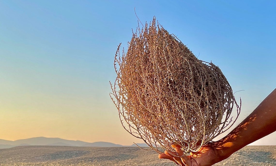 Tumbleweeds! Small Size 8”-10” Beautiful Full Tumbleweeds Hand Foraged ...