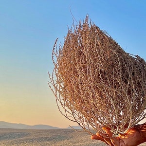 Tumbleweeds! Small Size 8”-10” Beautiful Full Tumbleweeds Hand Foraged ...