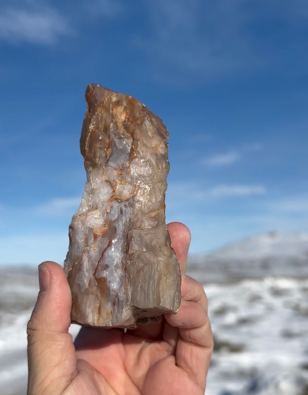 Pink Blue Limb Cast Petrified Wood !! STUNNING! Highly Opalized ...