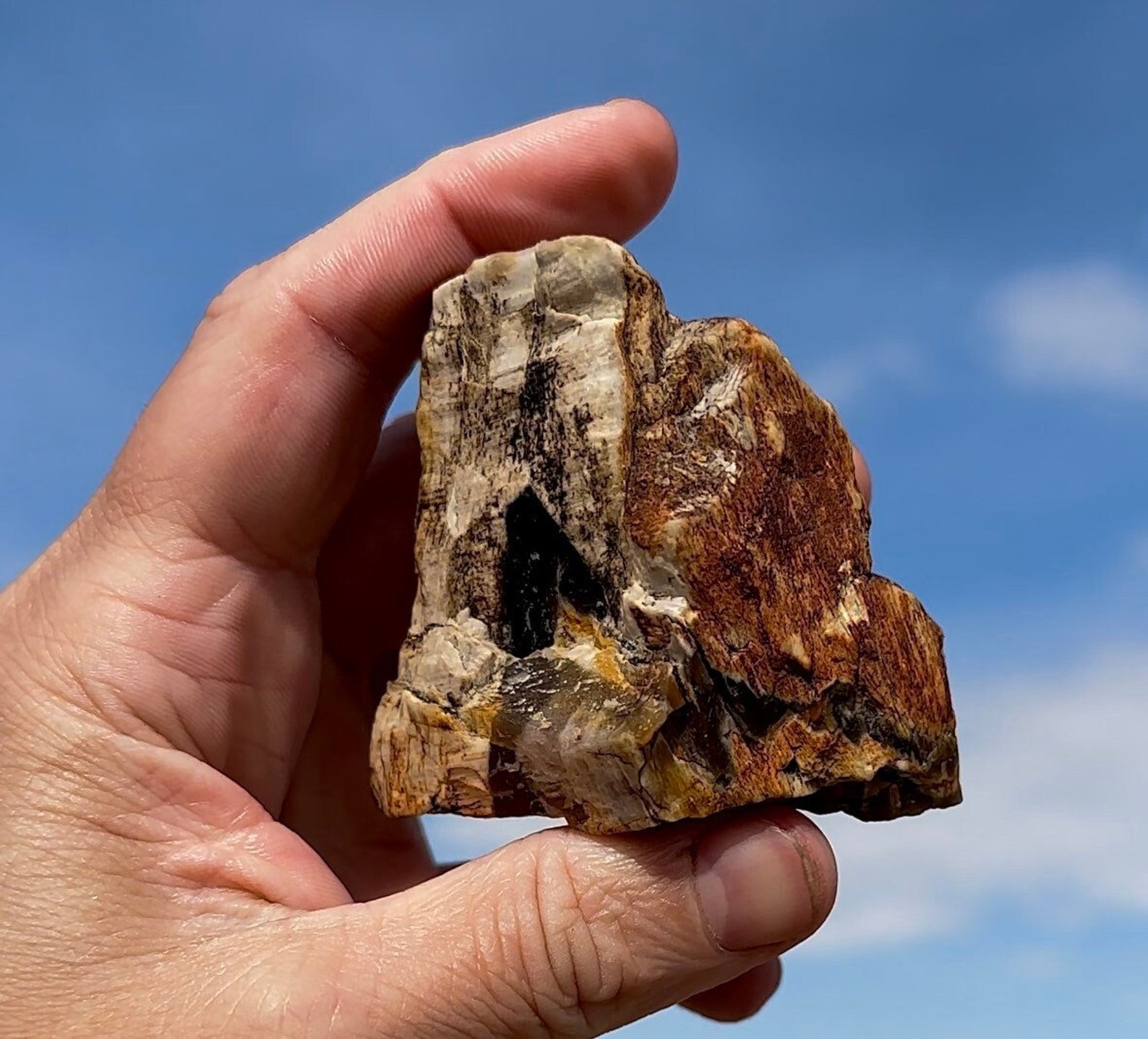 Great Patterns Agate Petrified Wood Limb Cast! Gorgeous! Deep Best ...