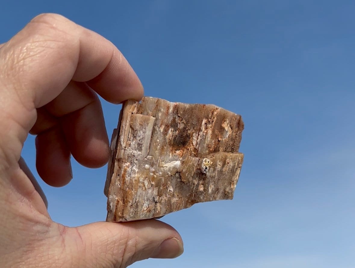 Pink Limb Cast Petrified Wood! Highly Agatized Opalized Wood Incredibly ...
