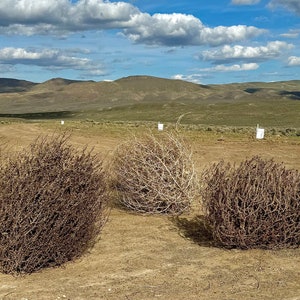 Tumbleweeds! MASSIVE SIZE! 30”+!! Wow! Beautiful Full Tumbleweeds Hand ...