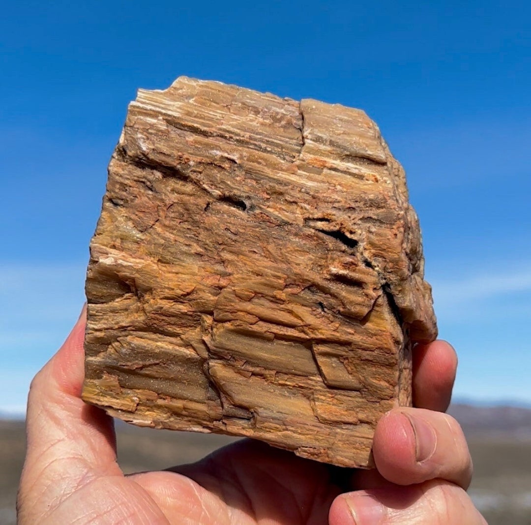 Sparkling Petrified Wood!! COVERED in Sparkling Glittering Crystal ...