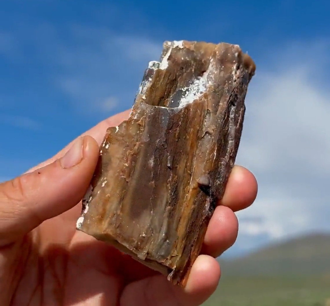 Stunning Petrified Wood Crystal Covered Beautiful !! Ethically Sourced ...