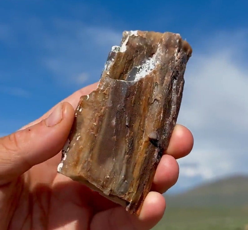 Stunning Petrified Wood Crystal Covered Beautiful !! Ethically Sourced ...