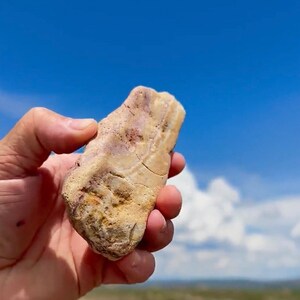 Pastel Colors Wonderstone Wow! Nevada Rhyolite Wonderstone! Best ...