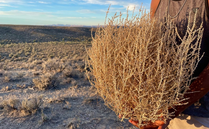 Large Tumbleweed Hand Foraged Natural Desert Tumbleweed Huge - Etsy