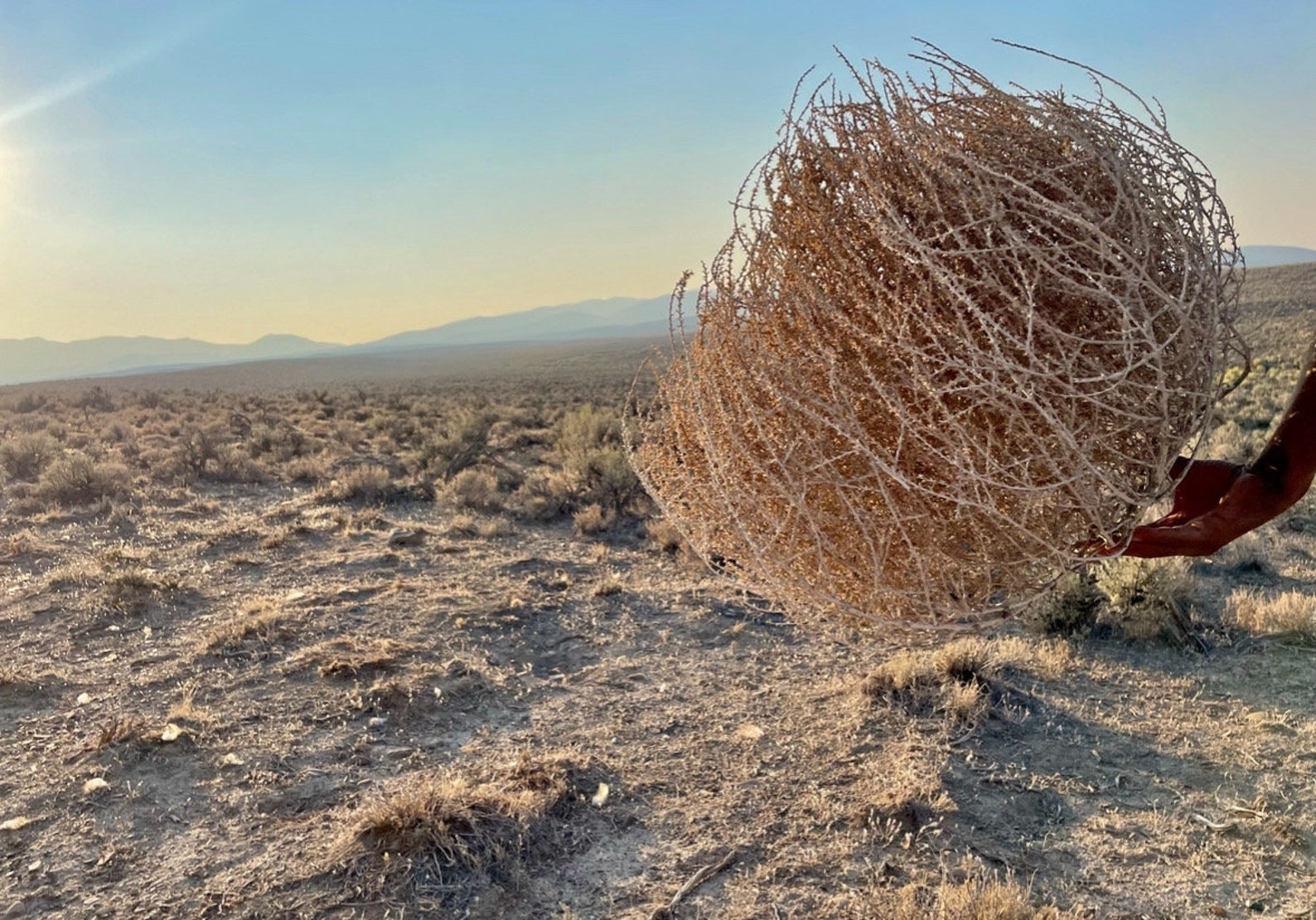 Tumbleweeds! ALL Sizes!!! Wedding Home Decor, Western Theme, Organic ...