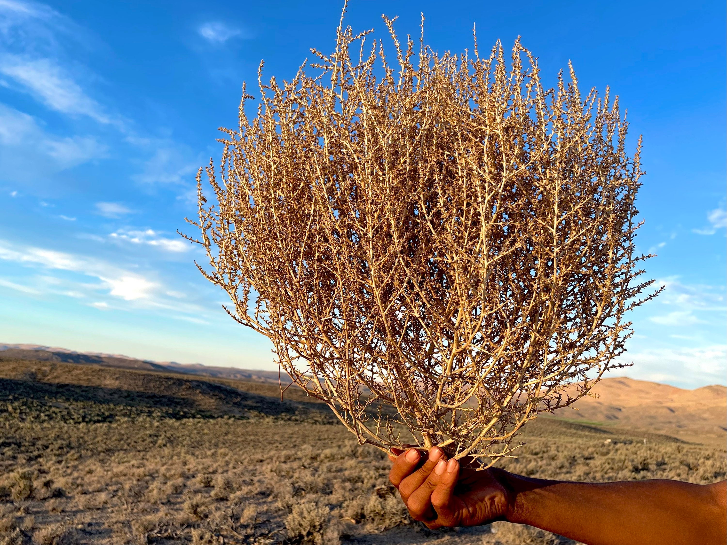 Large Tumbleweed Hand Foraged Natural Desert Tumbleweed Huge - Etsy