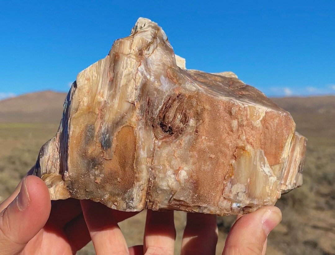 4.4lbs RARE Petrified Wood Knot Pink Blue Limb Cast Petrified Wood ...