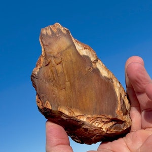 Large! Stunning Patterns!! Petrified Wood Quartz Druzy Crystal Covered ...